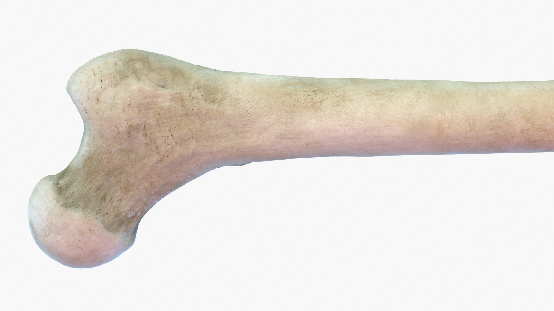 Femur Bone Structure 3D model - TurboSquid 1935934