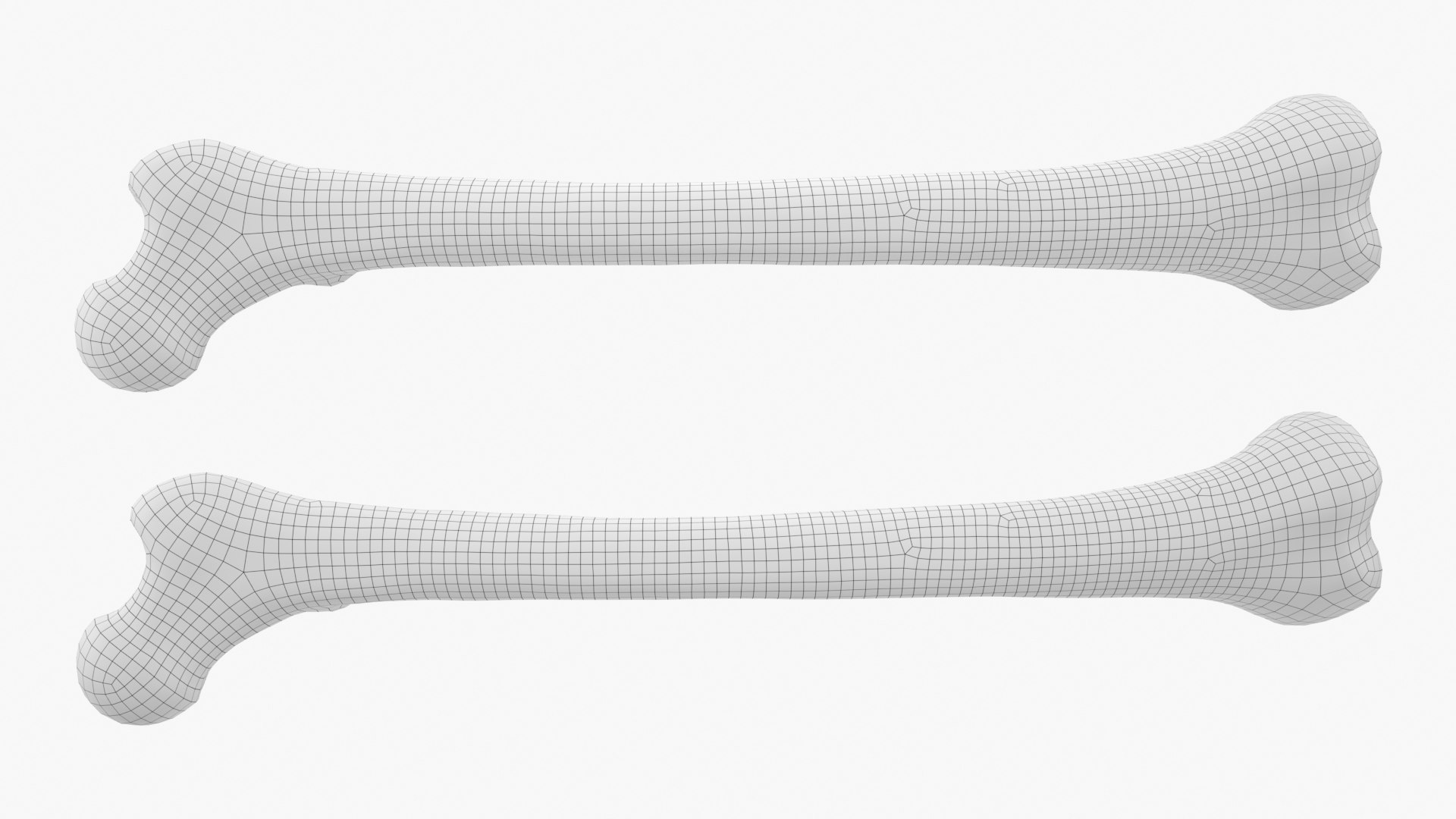 Femur Bone Structure 3D model - TurboSquid 1935934