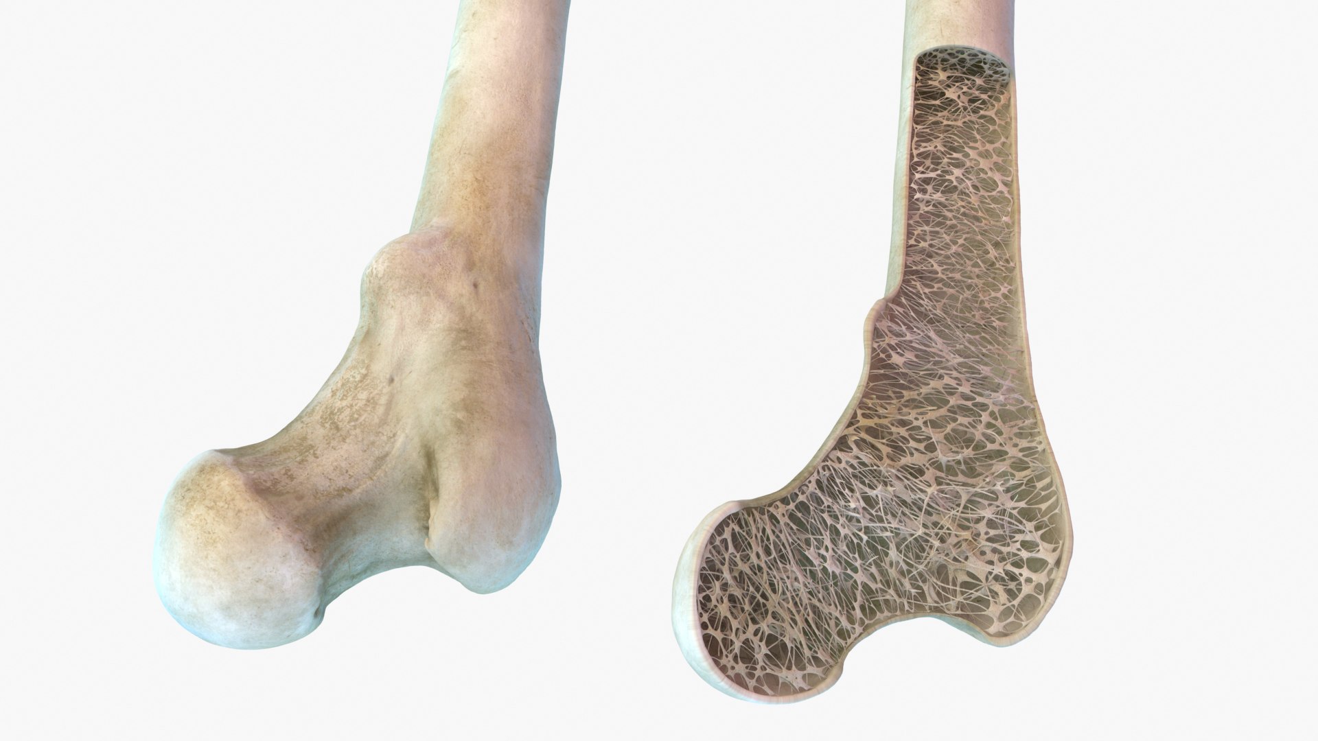 Femur Bone Structure 3D model - TurboSquid 1935934