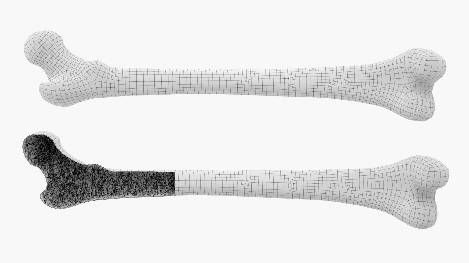 Femur Bone Structure 3D model - TurboSquid 1935934