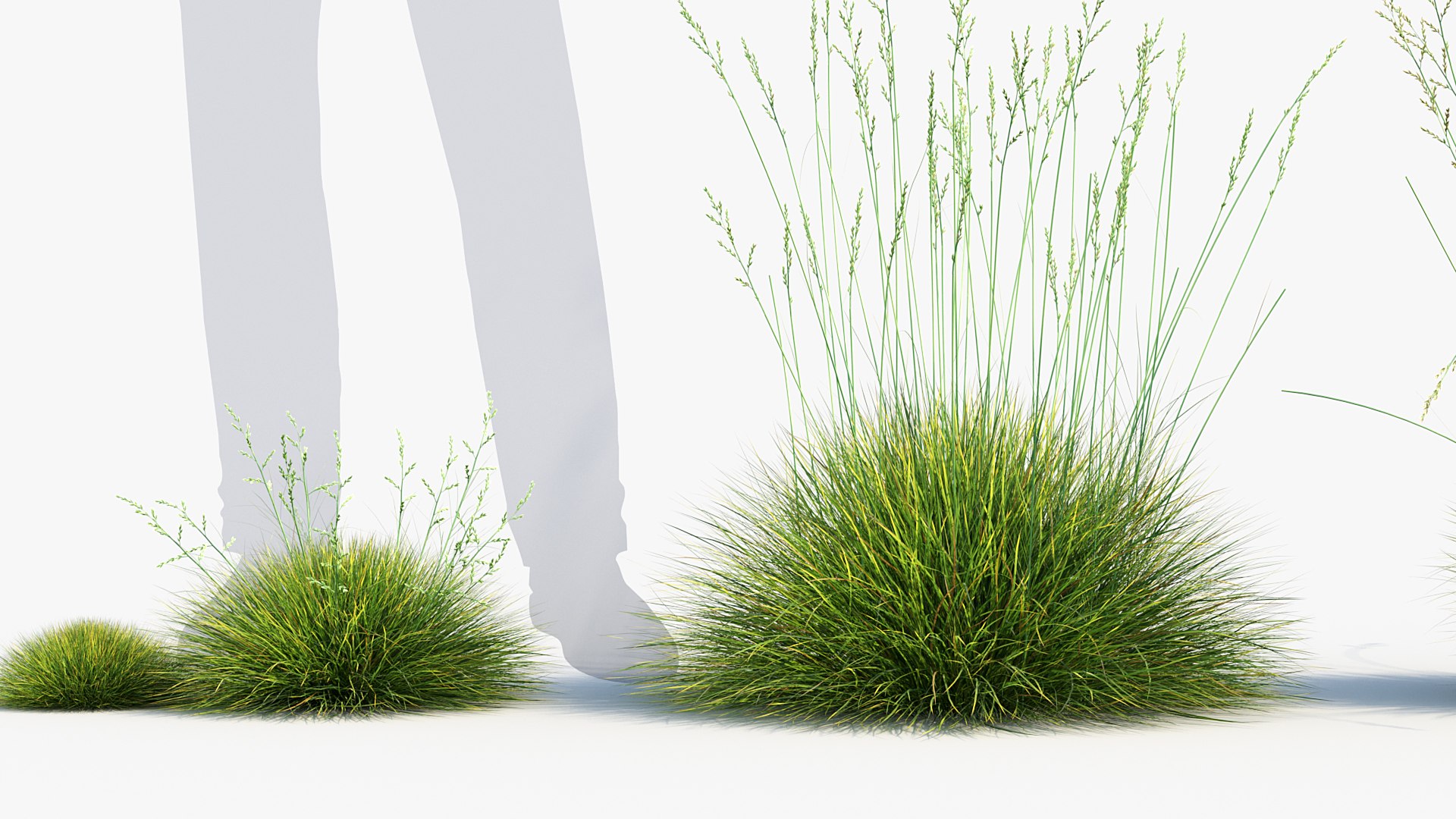 Festuca Gautieri Bearskin Fescue 3D Model - TurboSquid 2080651
