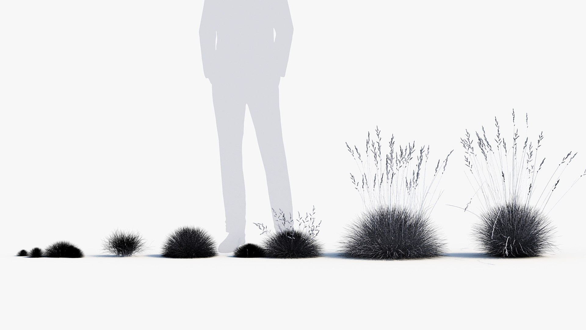 Festuca Gautieri Bearskin Fescue 3D Model - TurboSquid 2080651