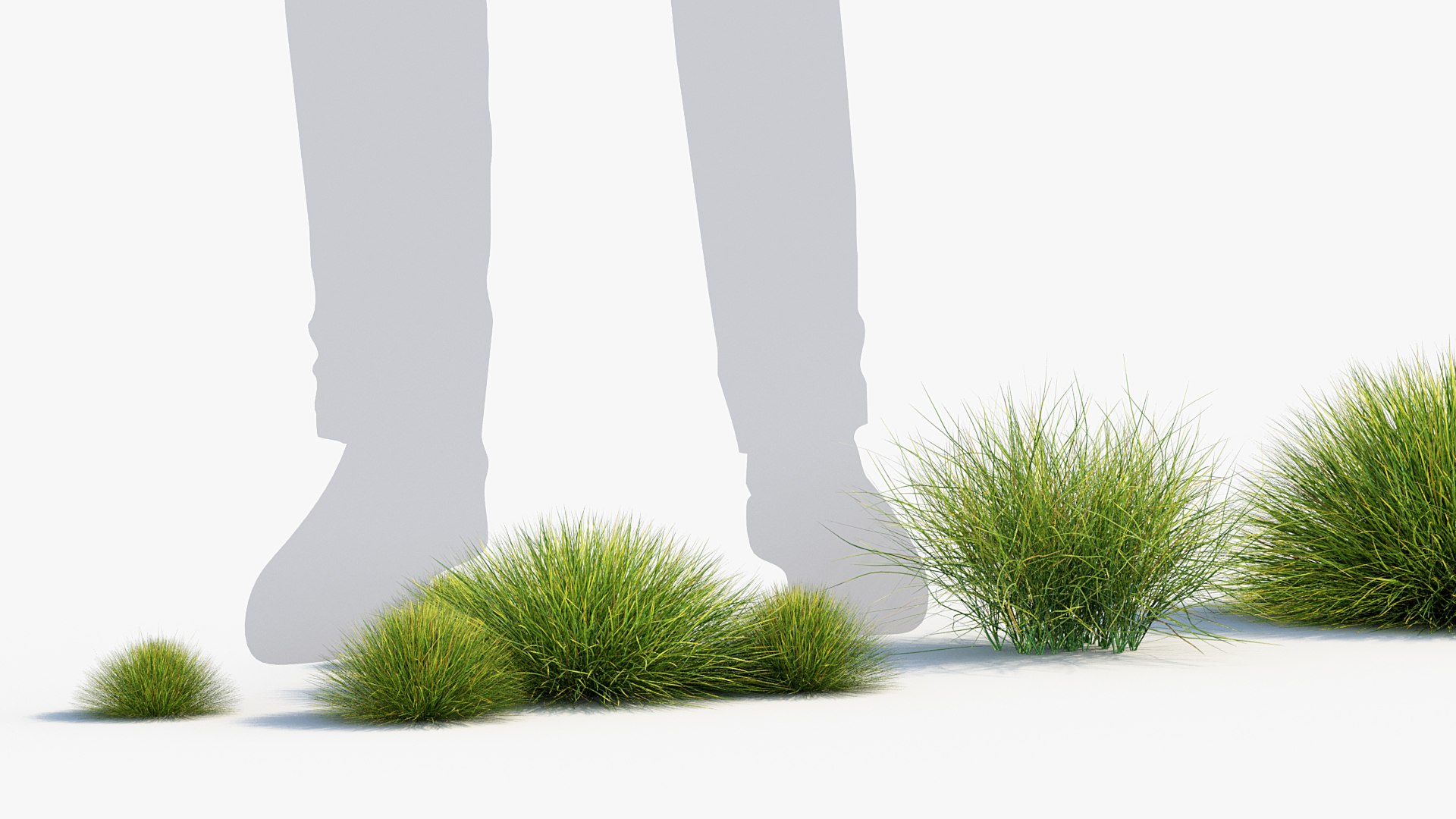 Festuca Gautieri Bearskin Fescue 3D Model - TurboSquid 2080651