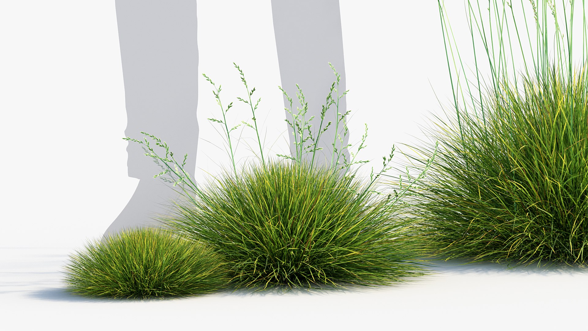 Festuca Gautieri Bearskin Fescue 3D Model - TurboSquid 2080651