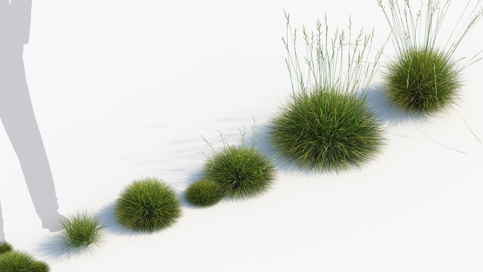 Festuca Gautieri Bearskin Fescue 3D Model - TurboSquid 2080651