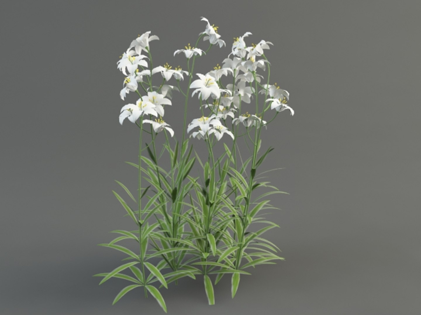 3d Model Lilium Candidum