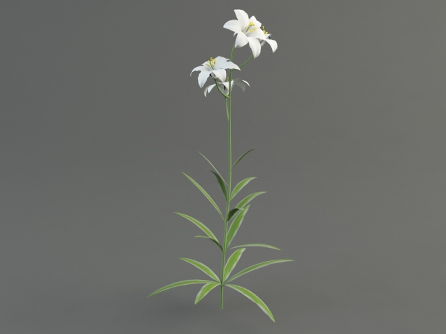 3d Model Lilium Candidum