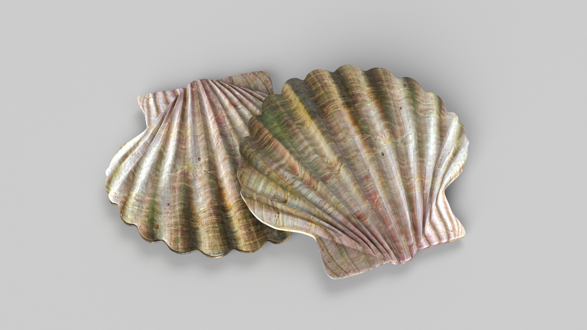 Seashell shell sea 3D model - TurboSquid 1665703