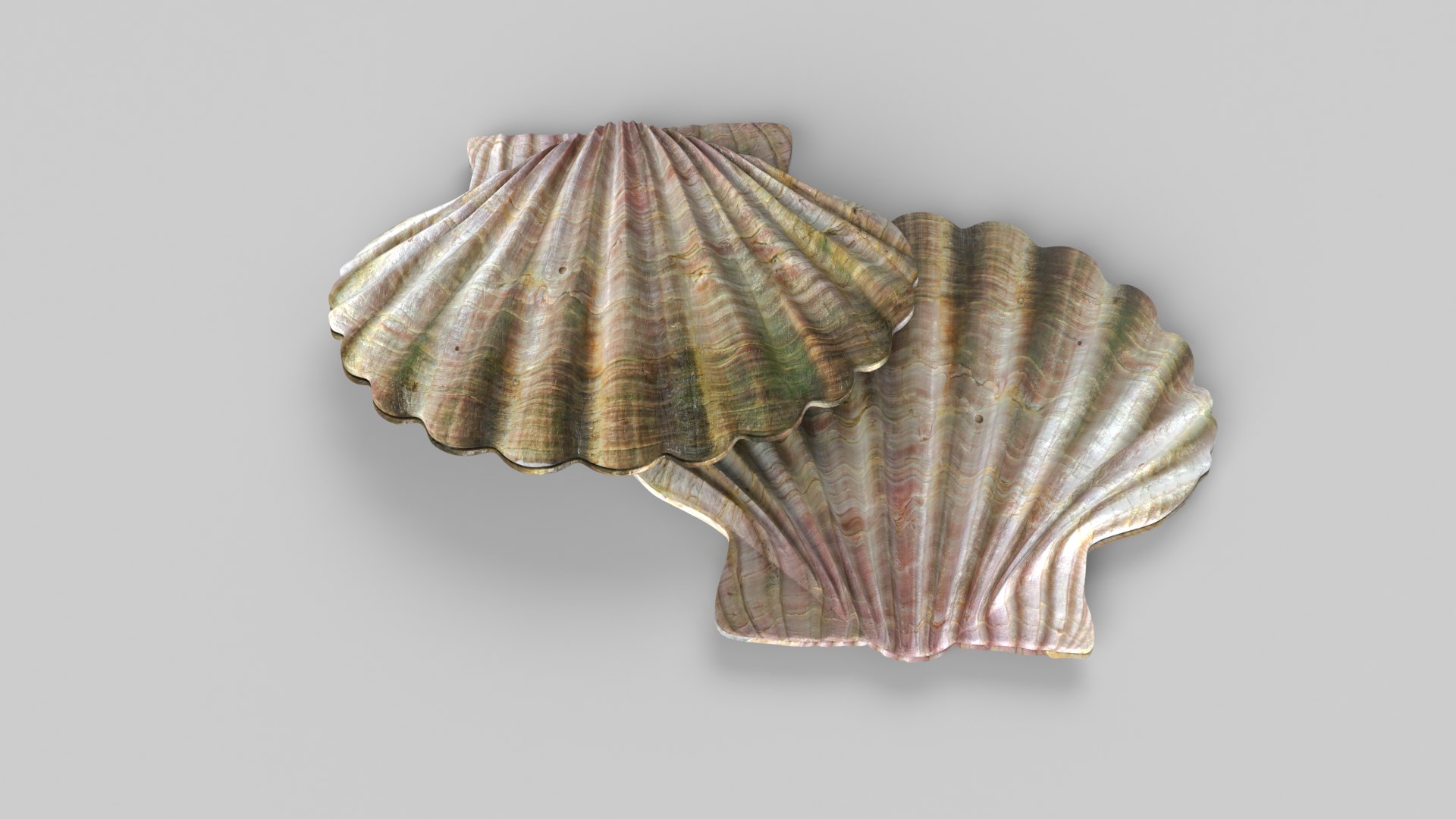 Seashell shell sea 3D model - TurboSquid 1665703