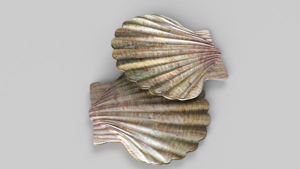 Seashell shell sea 3D model - TurboSquid 1665703