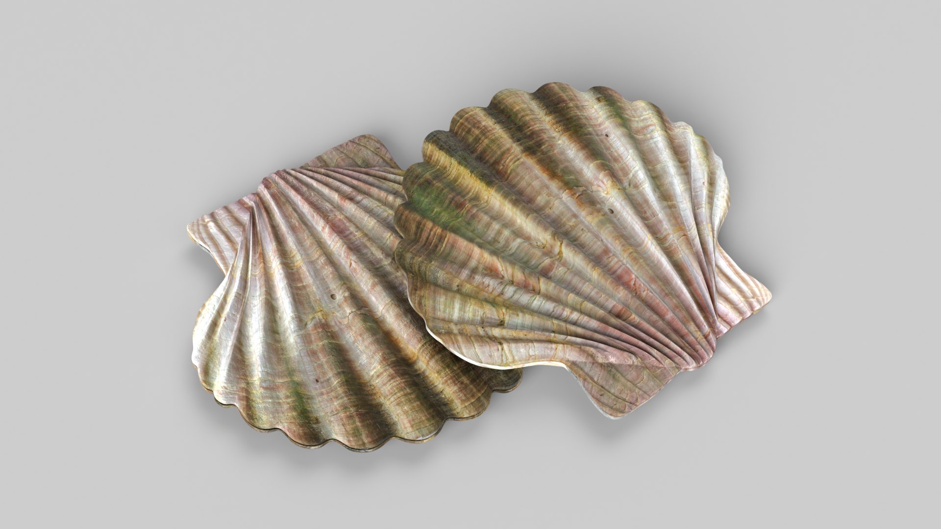 Seashell shell sea 3D model - TurboSquid 1665703