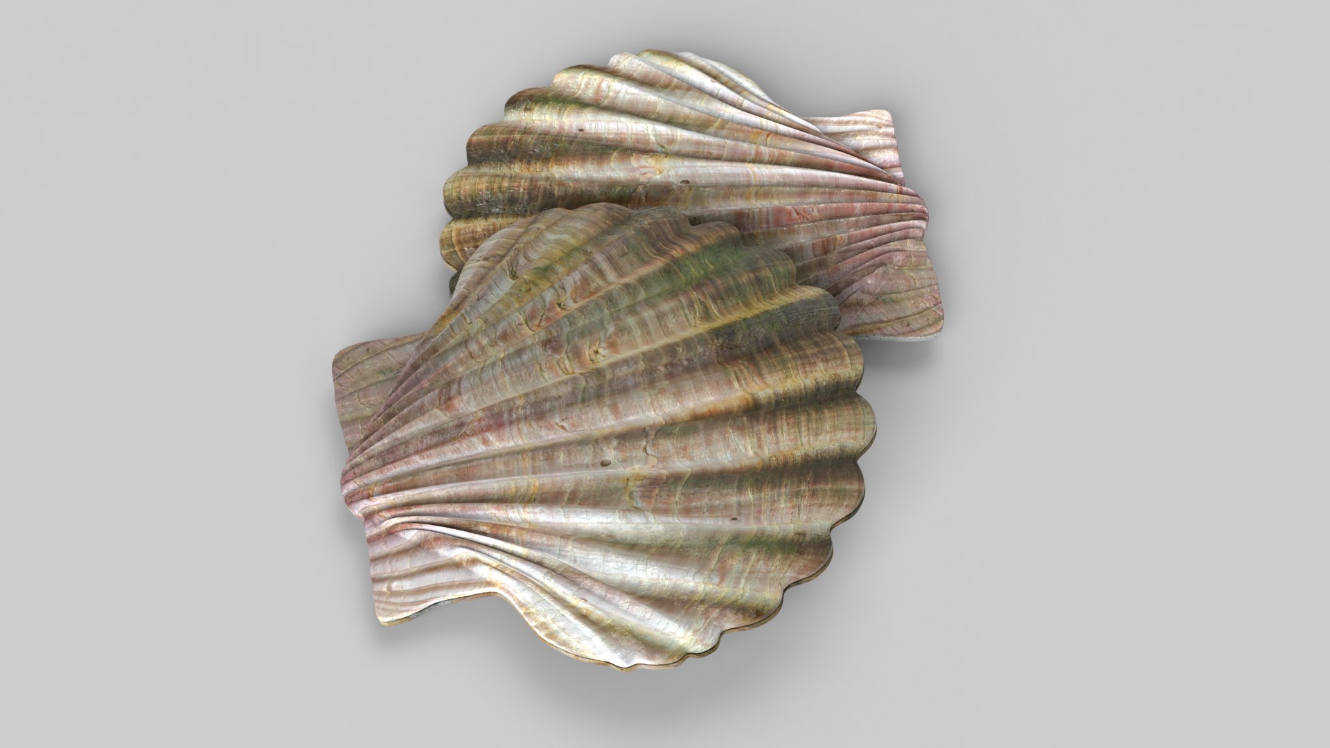 Seashell shell sea 3D model - TurboSquid 1665703