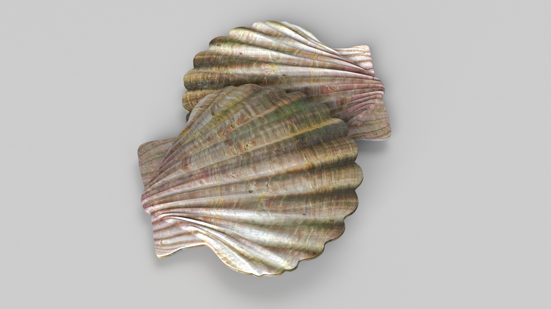 Seashell shell sea 3D model - TurboSquid 1665703