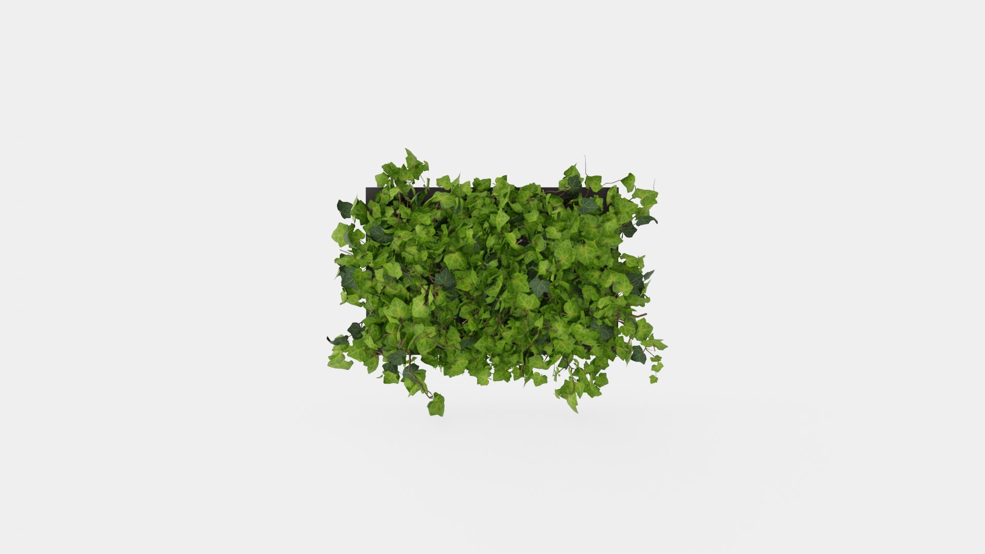 3D Hedera Helix - TurboSquid 2256254