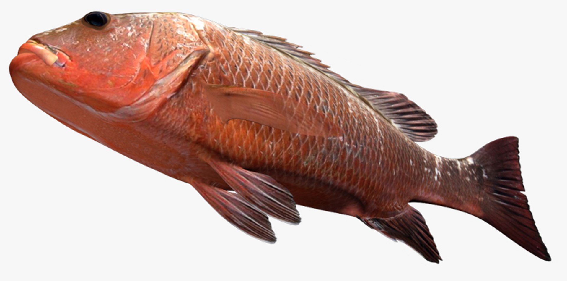 Snapper Collection 3D - TurboSquid 1815256