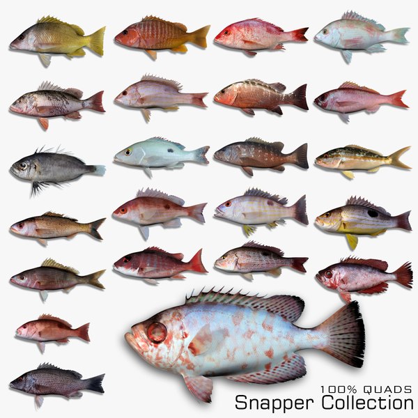 3D Sportfish Models | TurboSquid