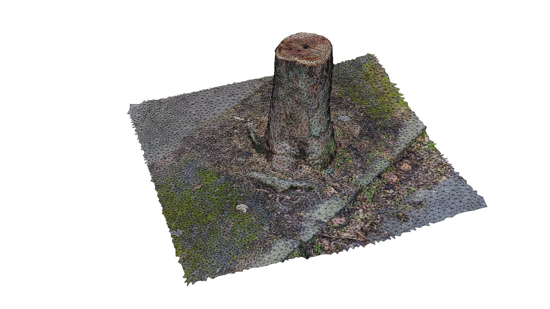 3D Tree Stump 2 Model - TurboSquid 2009617
