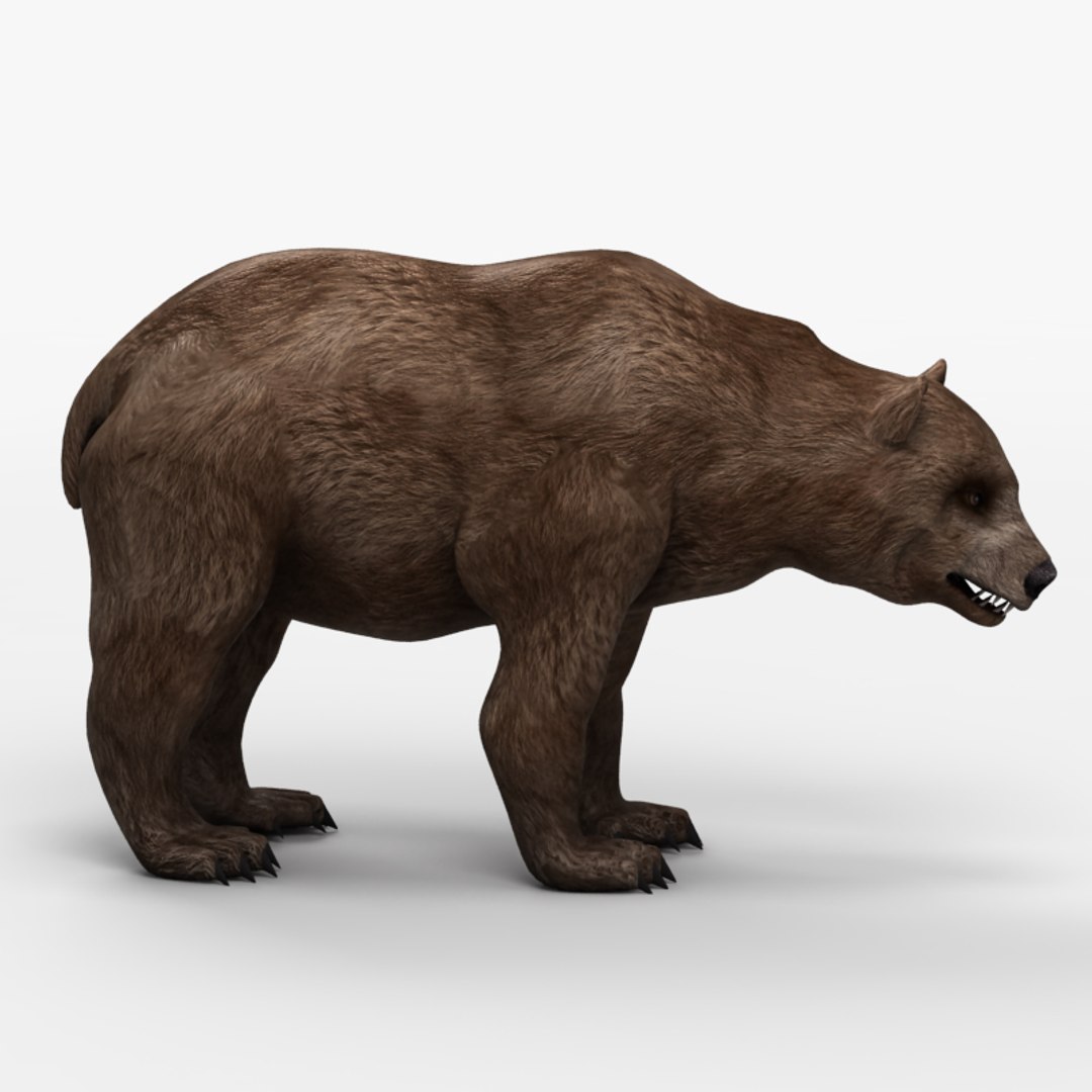 Bear 3ds