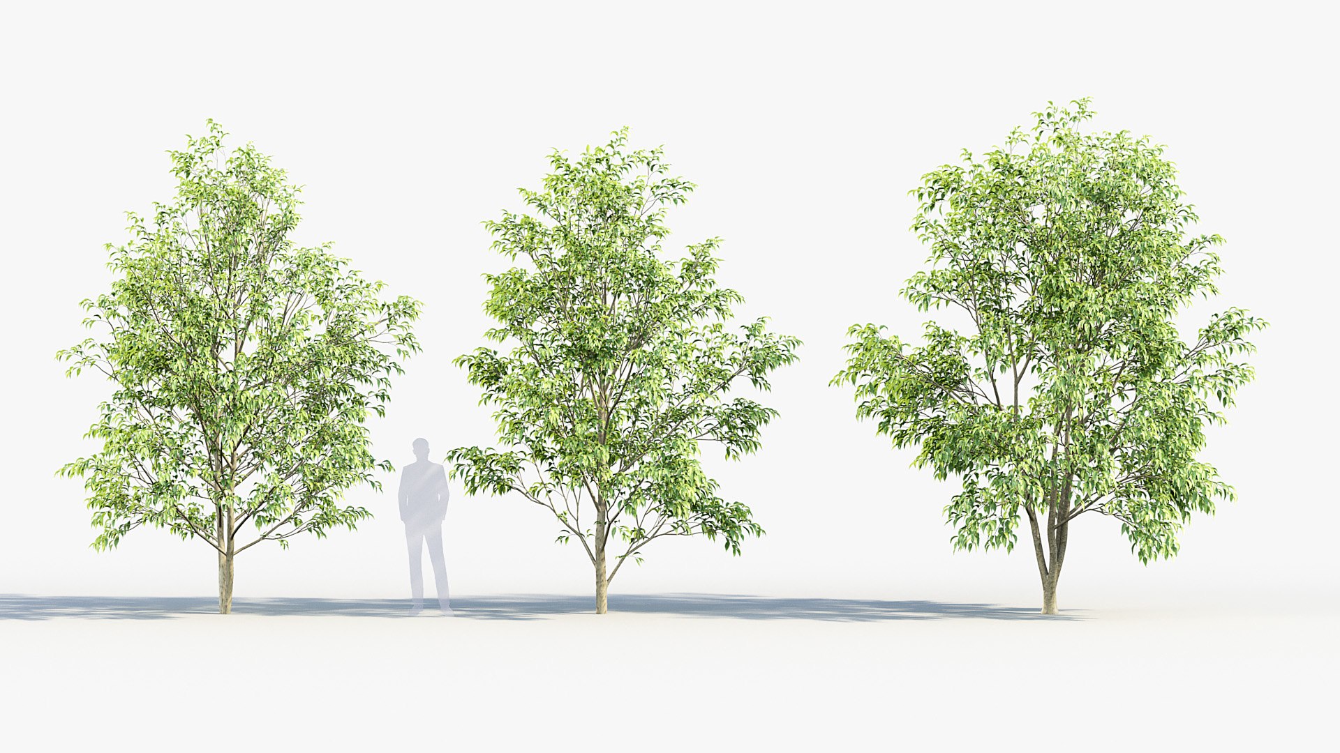 Celtis Australis European Nettle Tree 01 3D Model - TurboSquid 2081138