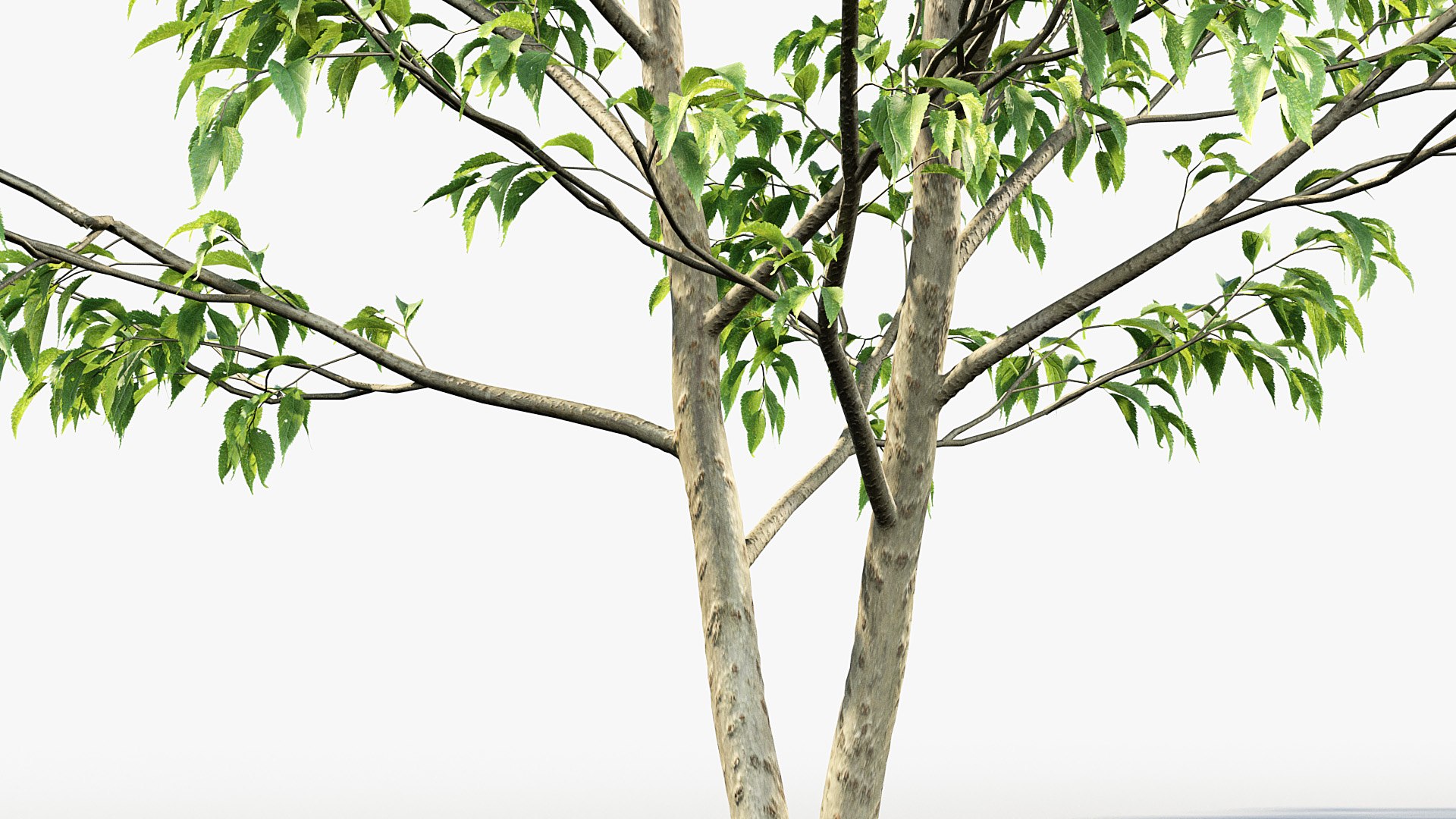 Celtis Australis European Nettle Tree 01 3D Model - TurboSquid 2081138