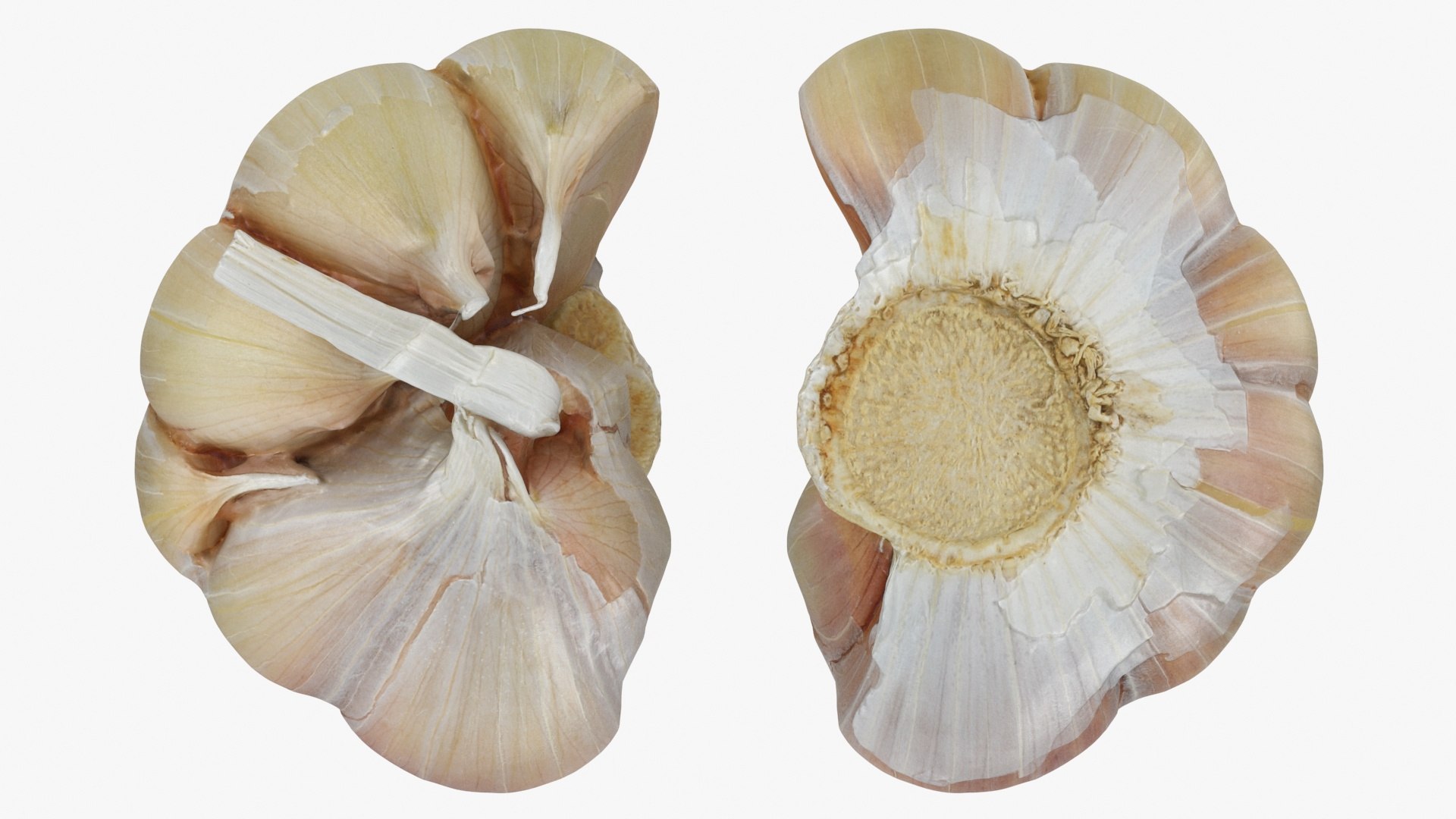 3D Garlic Collection 5 Model - TurboSquid 2296922