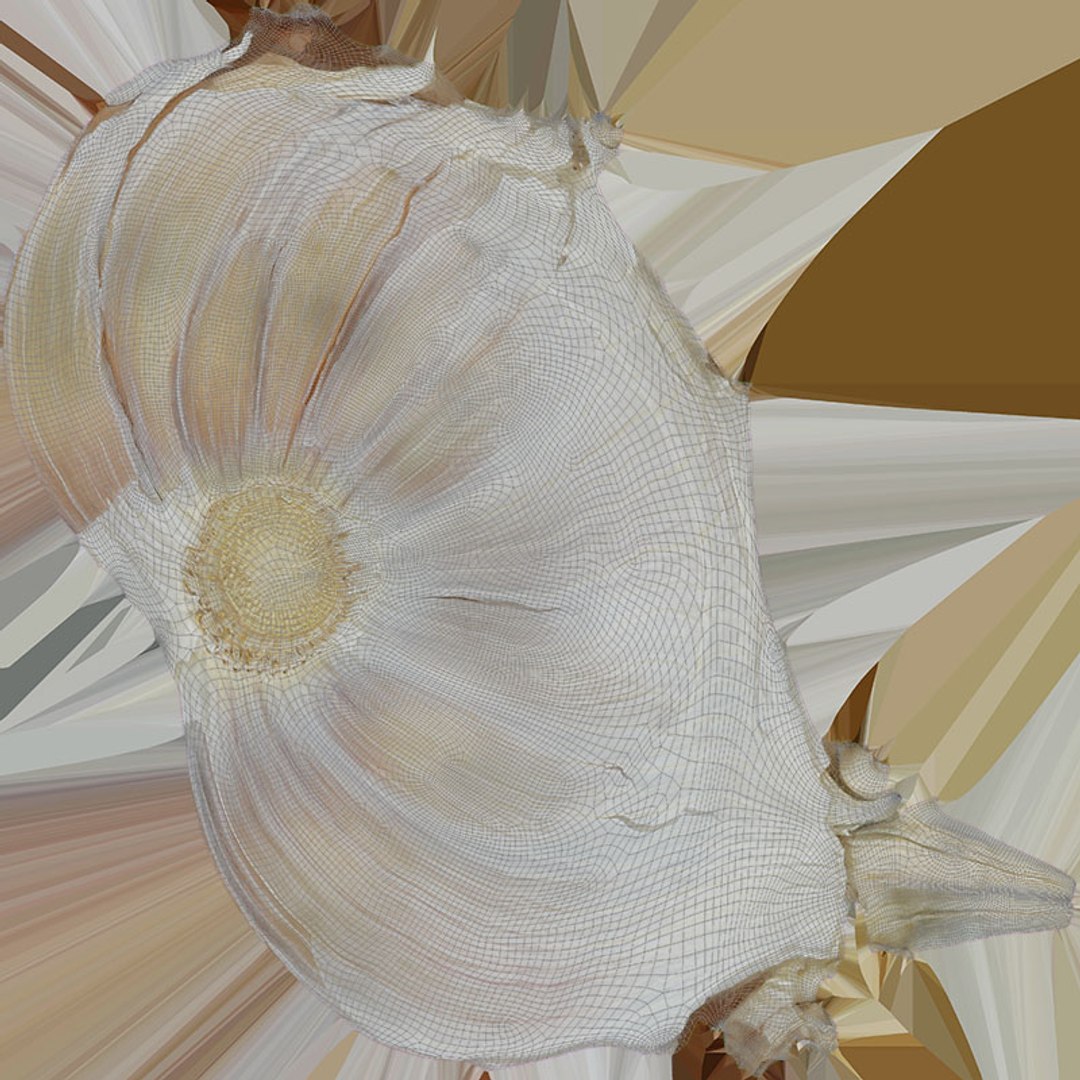 3D Garlic Collection 5 Model - TurboSquid 2296922