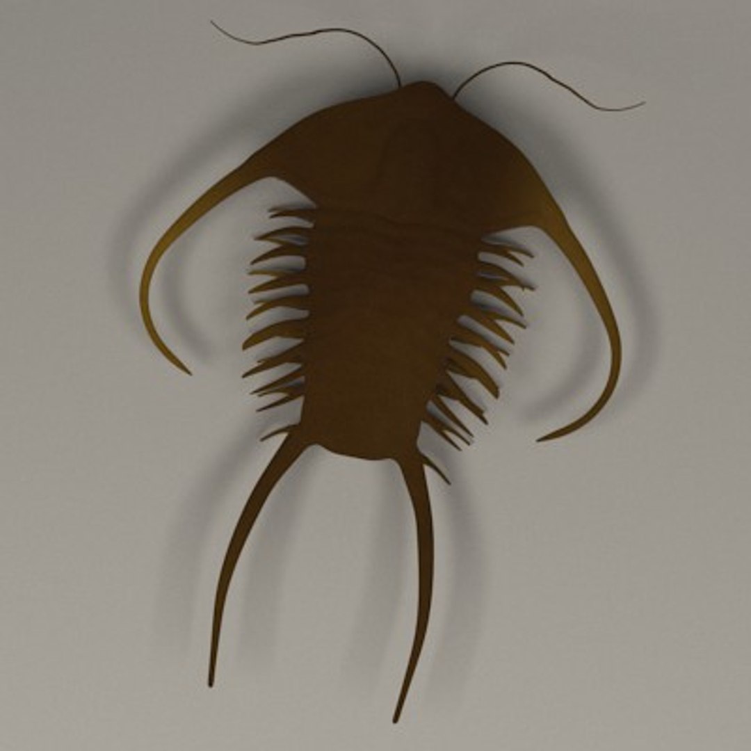 3d Model Trilobite Tri