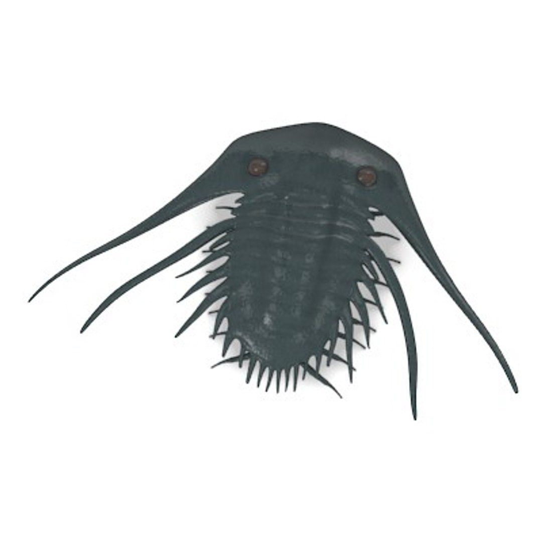 3d Model Trilobite Tri