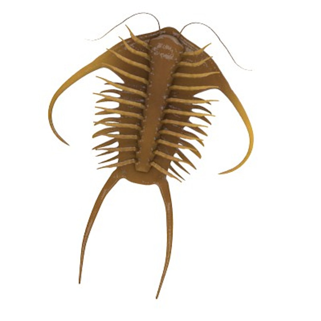 3d Model Trilobite Tri