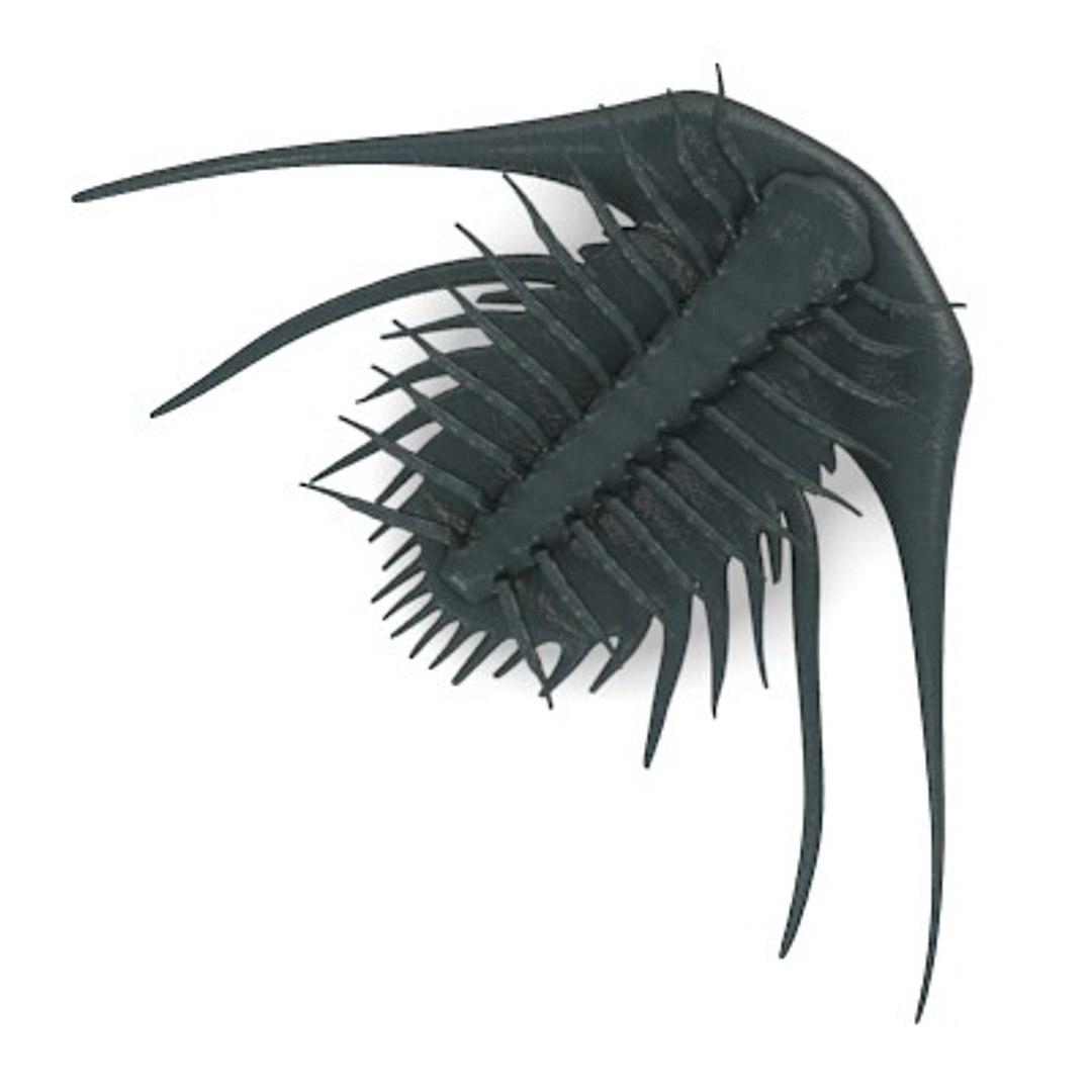 3d Model Trilobite Tri