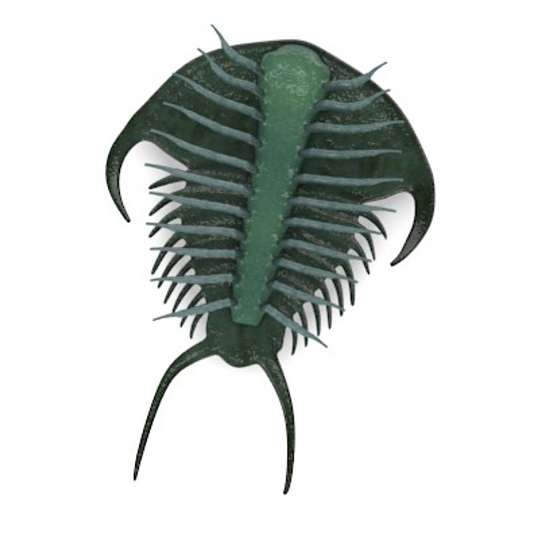 3d Model Trilobite Tri