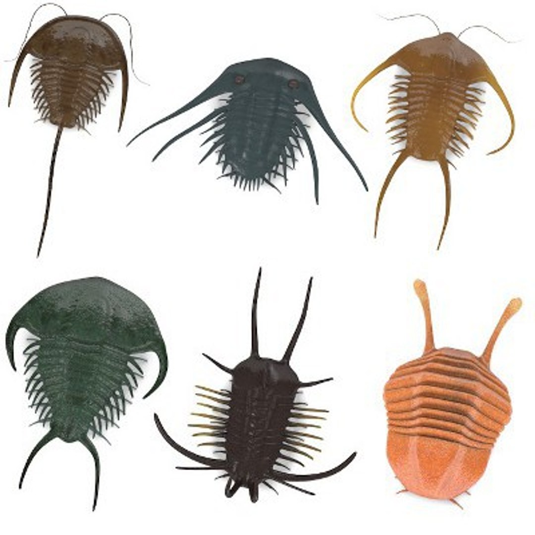 3d Model Trilobite Tri