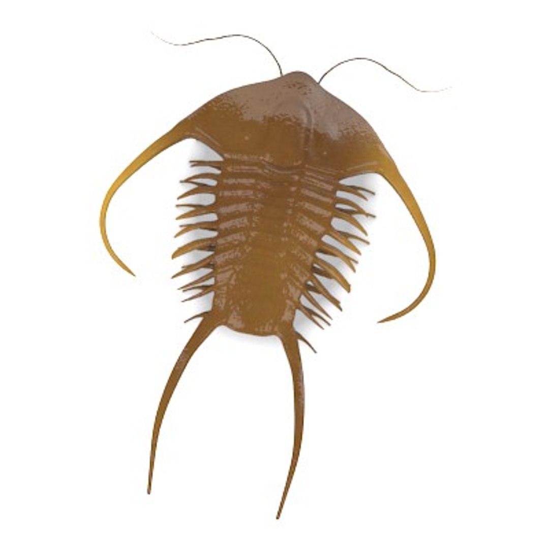 3d Model Trilobite Tri