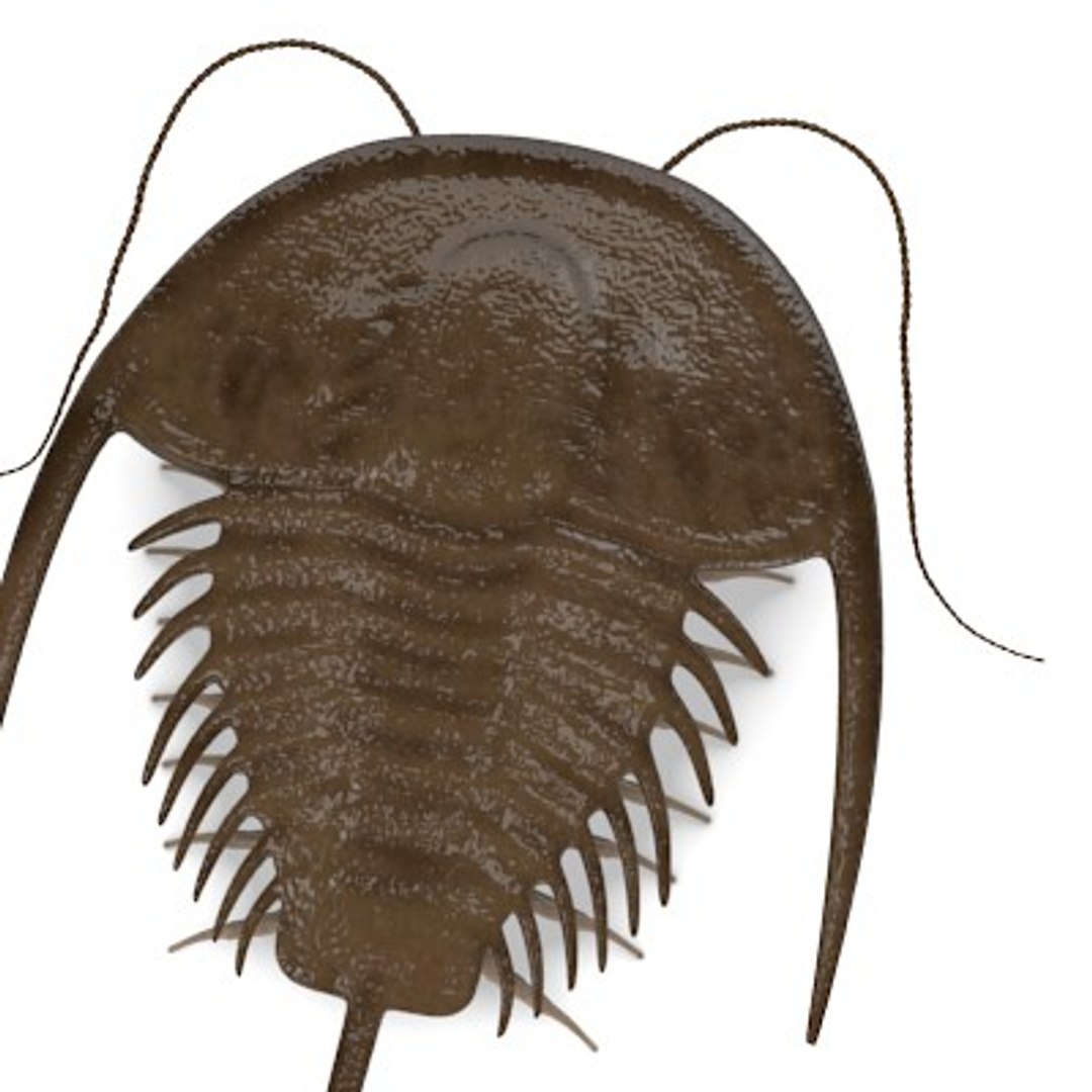 3d Model Trilobite Tri