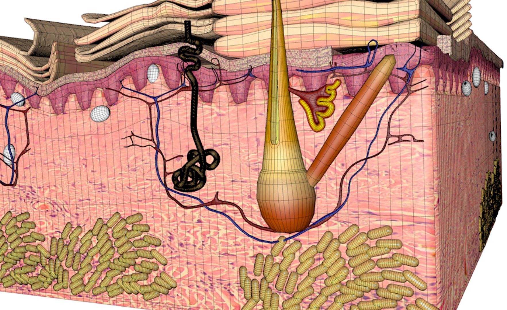3d Skin Close-up Microscope