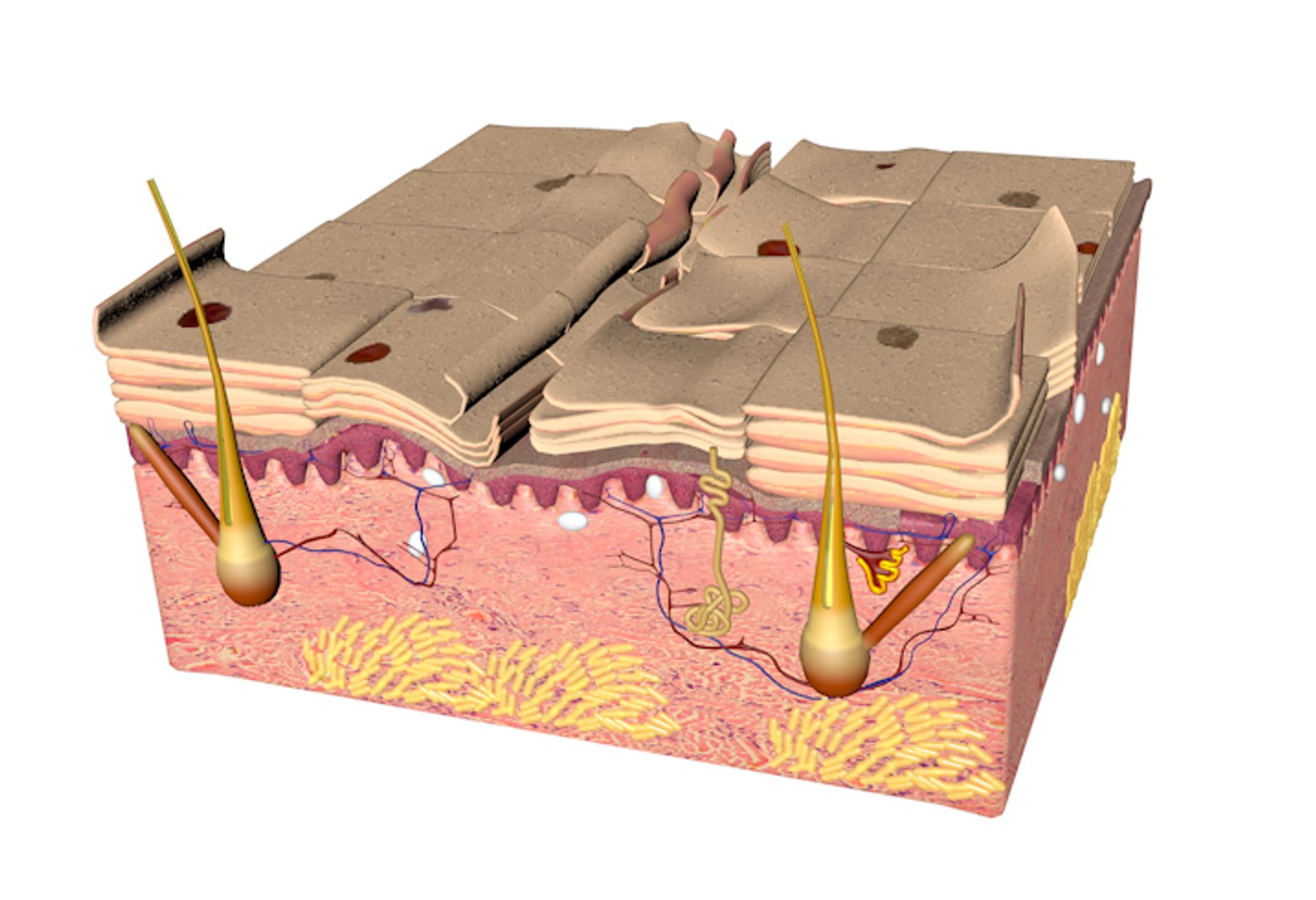 3d Skin Close-up Microscope