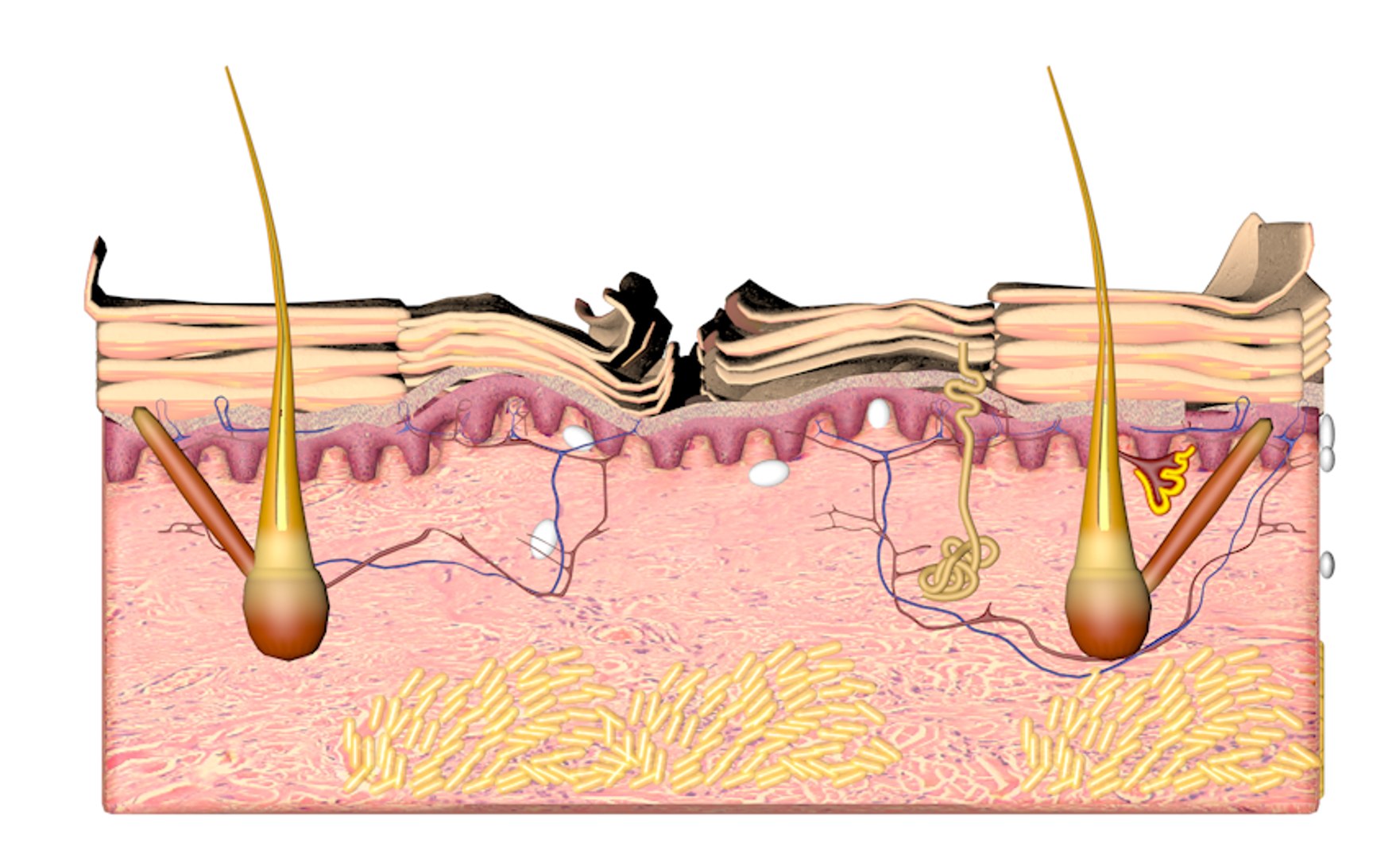 3d Skin Close-up Microscope