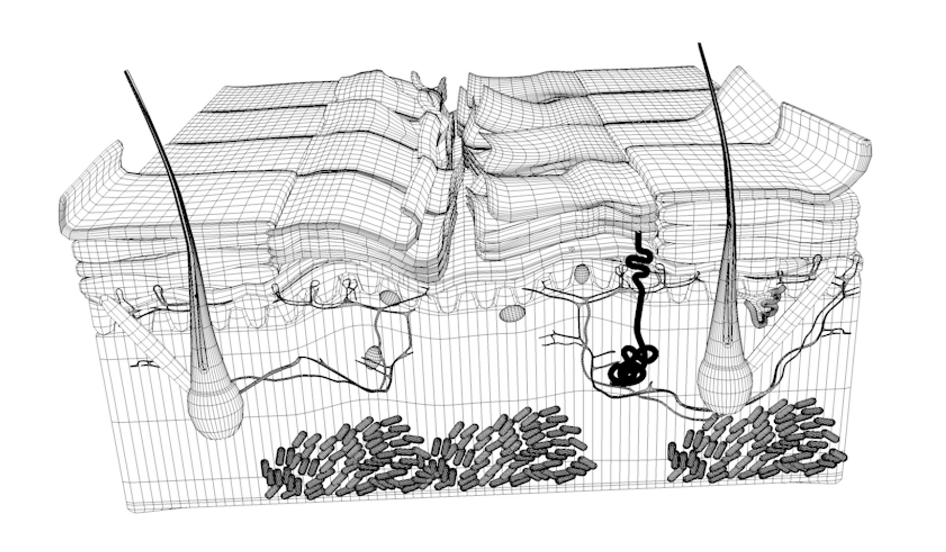 3d Skin Close-up Microscope