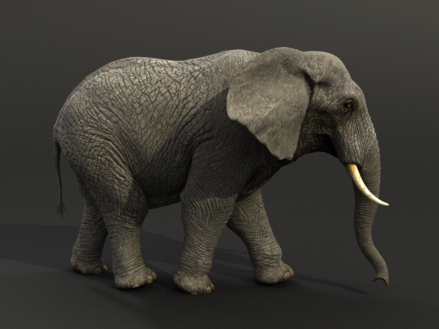 Max Realistic Elephant Rigged