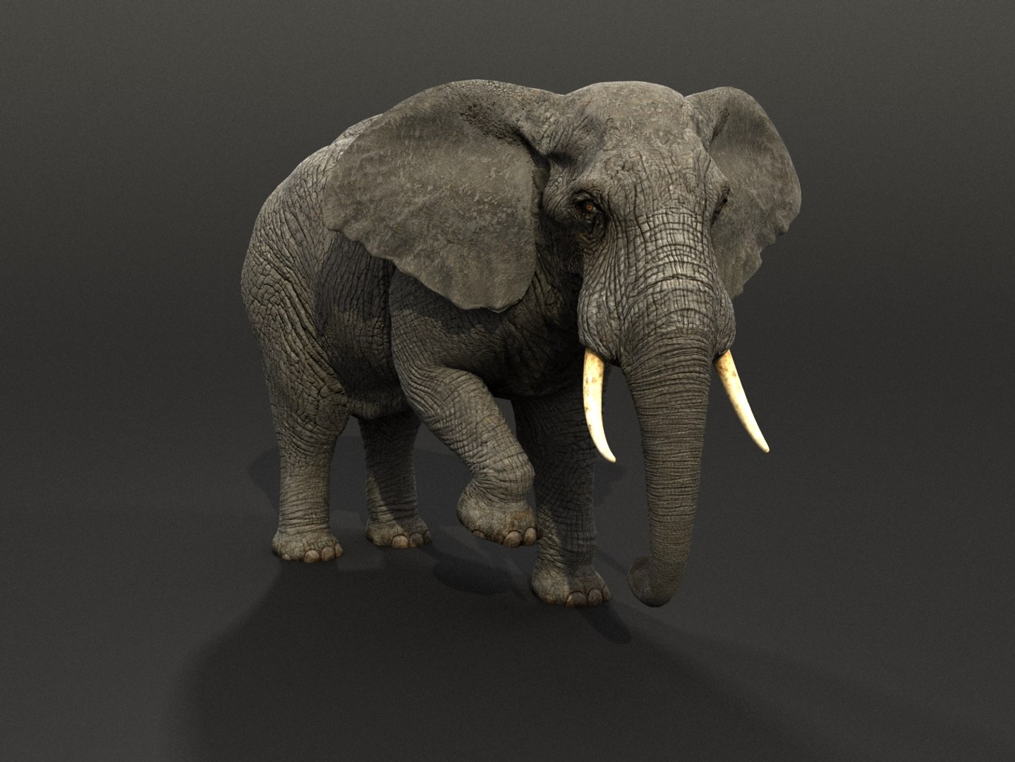 Max Realistic Elephant Rigged
