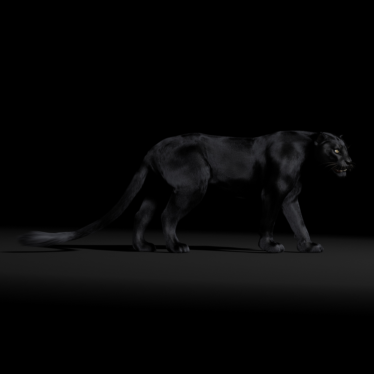 3d black panther fur animation