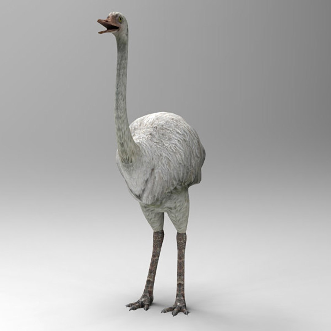 3D Ostrich Model - TurboSquid 1406117
