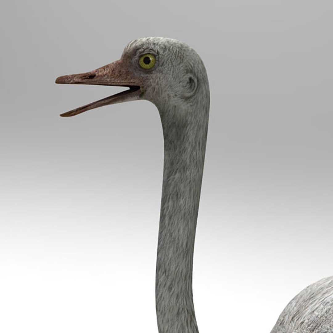 3D Ostrich Model - TurboSquid 1406117