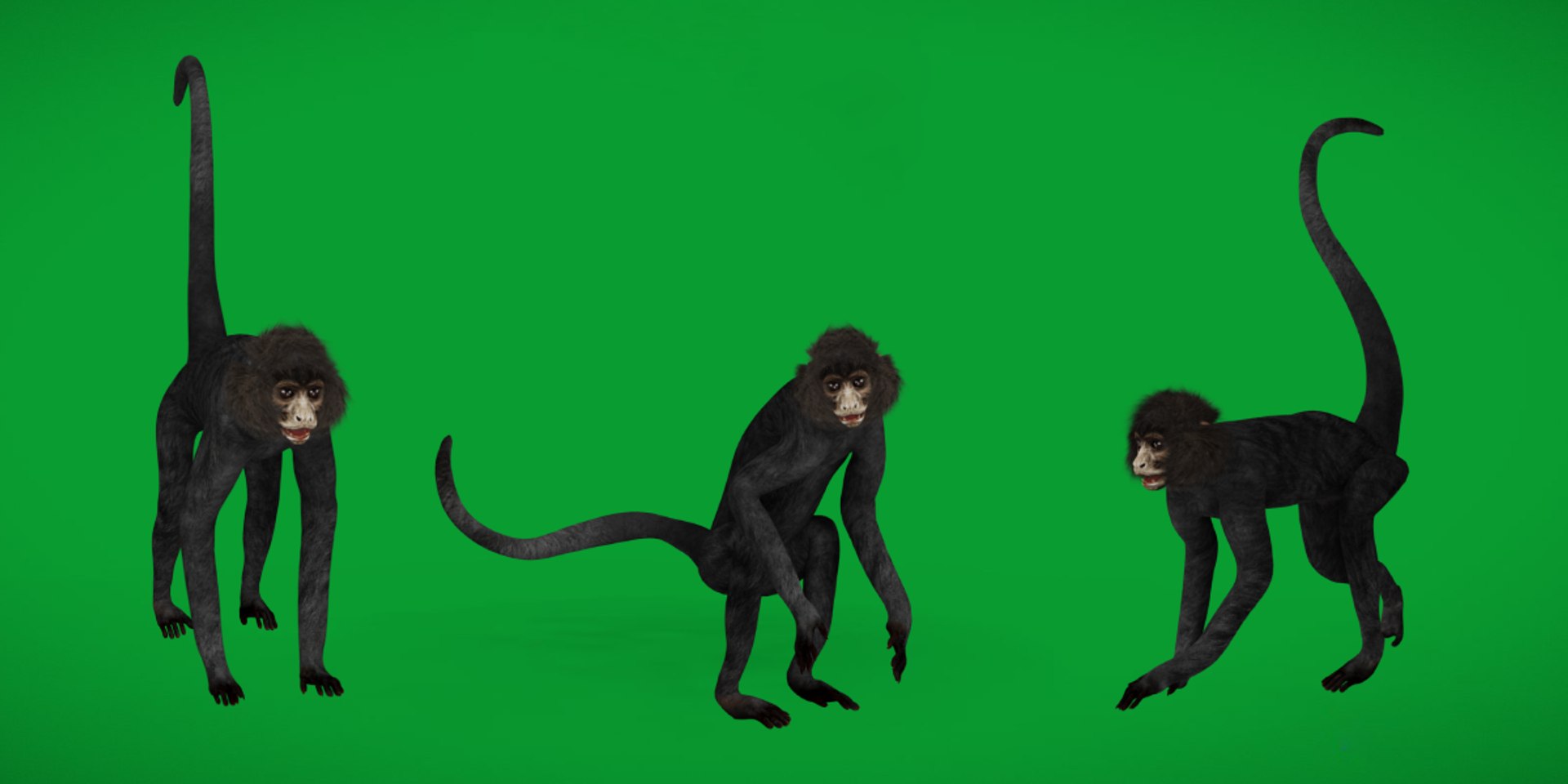 Spider Monkey 3D - TurboSquid 2377060