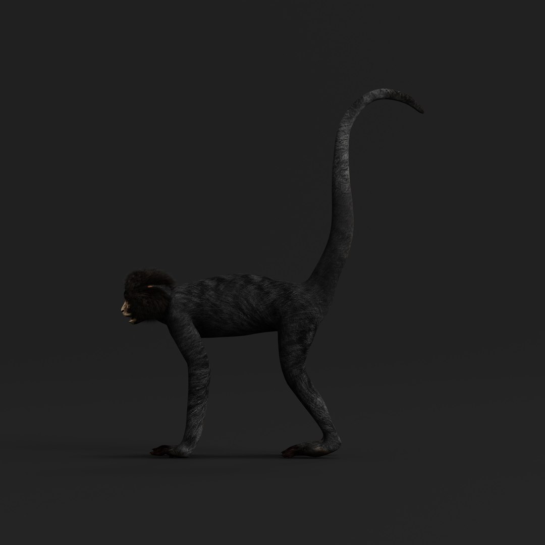 Spider Monkey 3D - TurboSquid 2377060