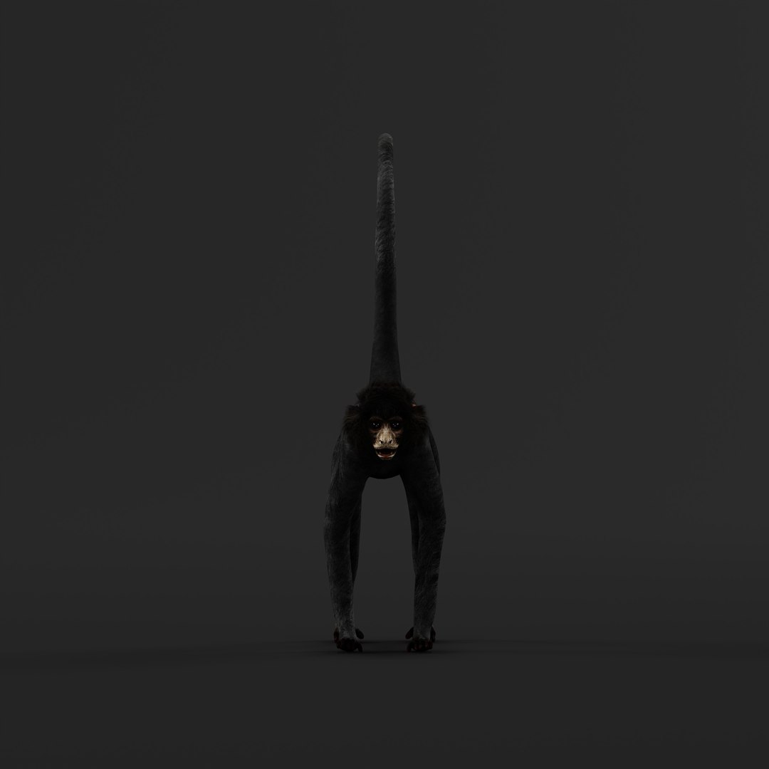 Spider Monkey 3D - TurboSquid 2377060