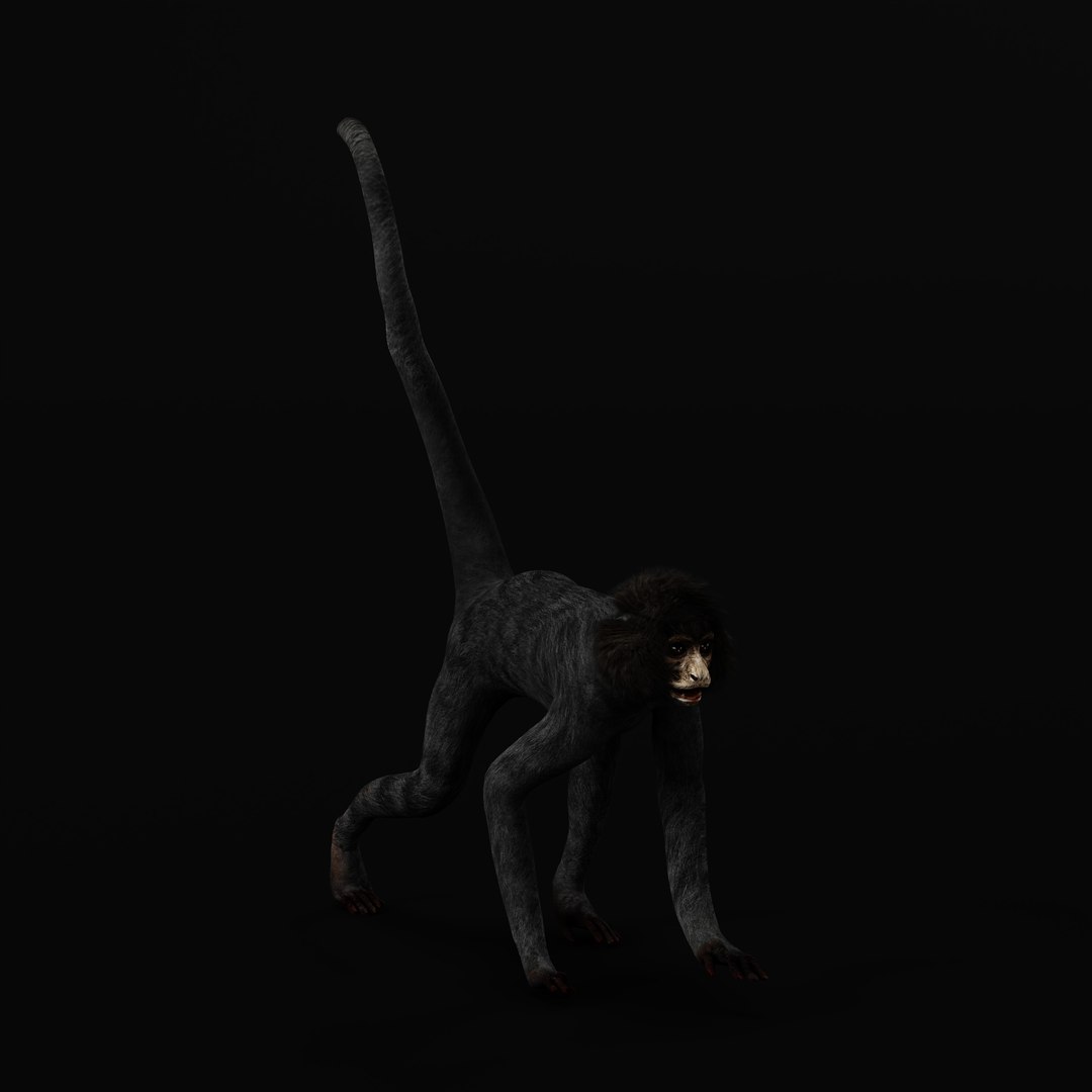 Spider Monkey 3D - TurboSquid 2377060