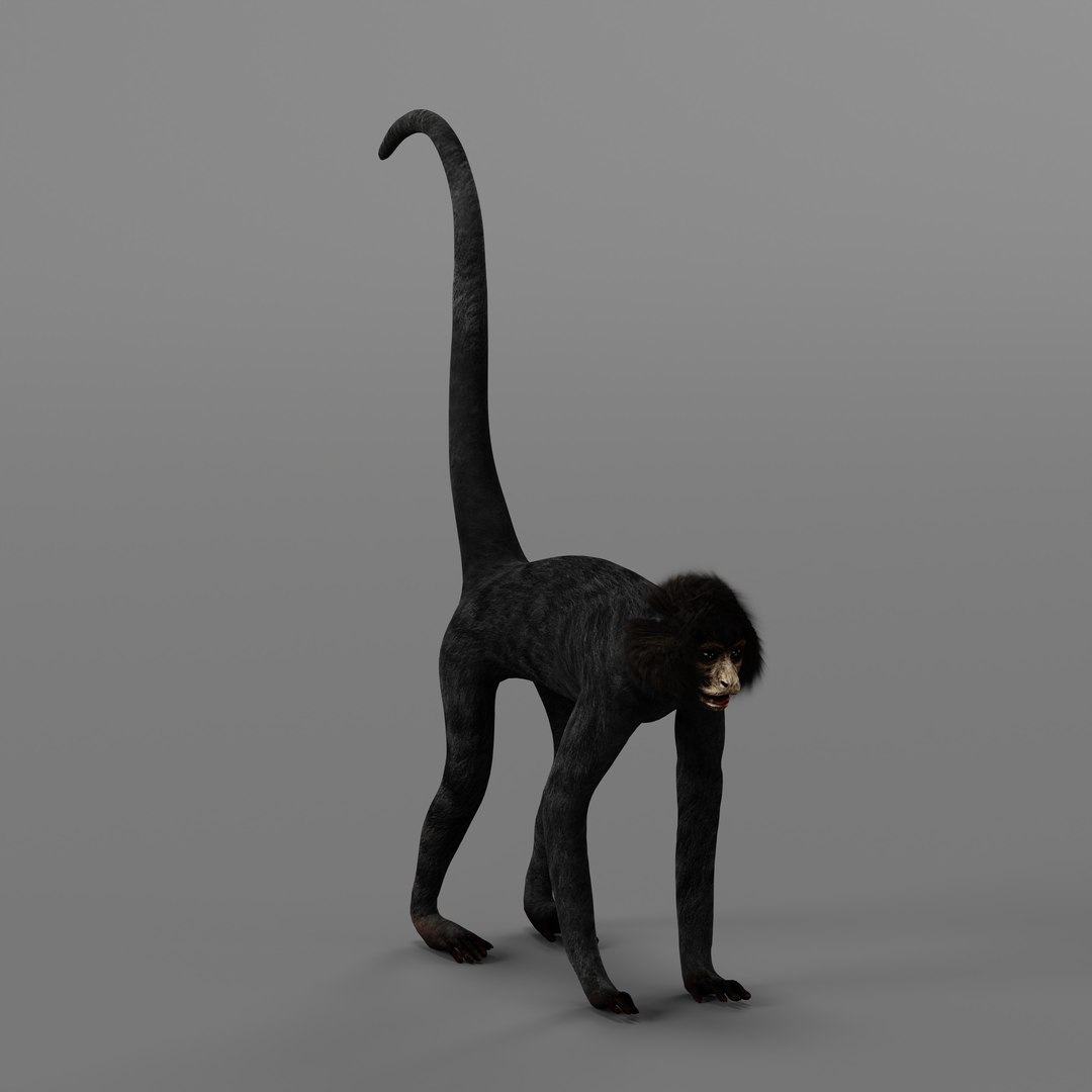 Spider Monkey 3D - TurboSquid 2377060