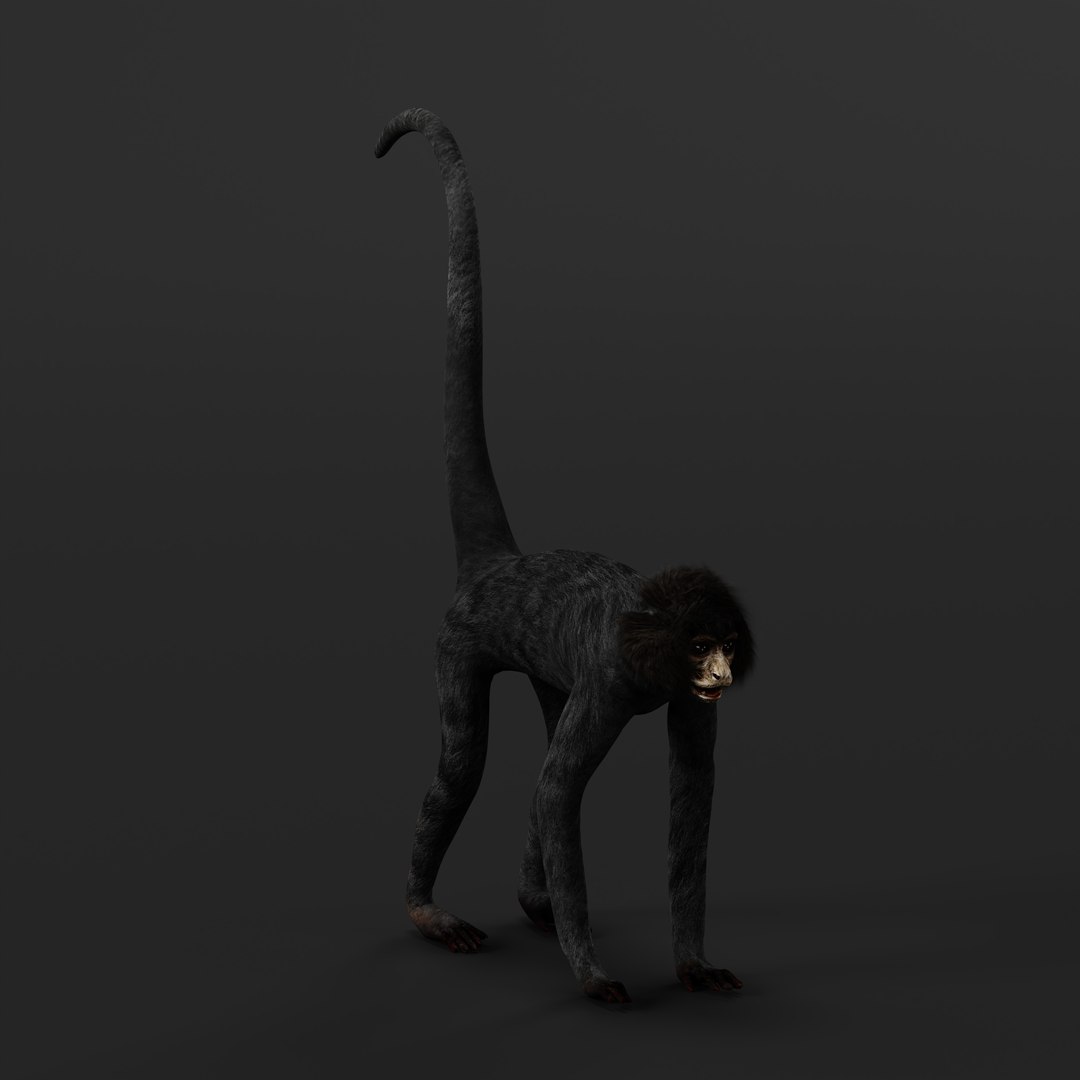 Spider Monkey 3D - TurboSquid 2377060