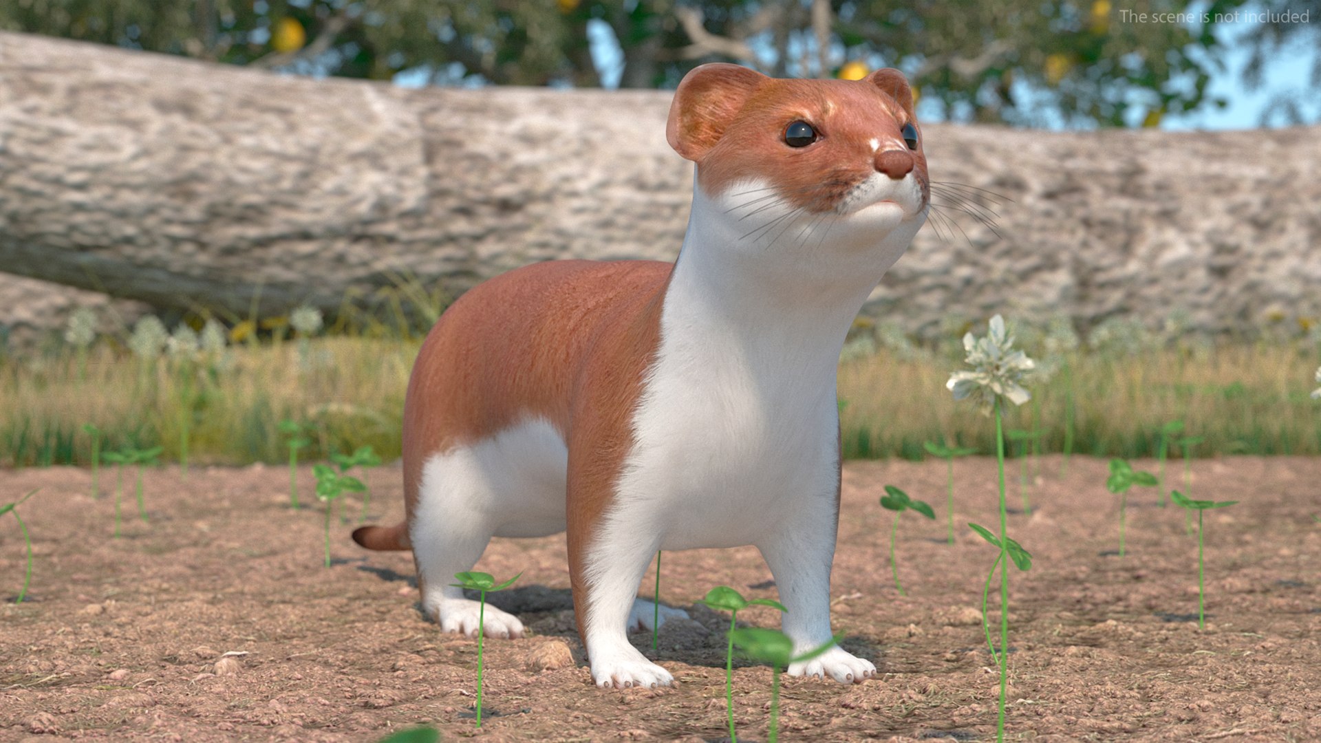 3D Model Eurasian Stoat Brown Rigged For Maya - TurboSquid 2255049